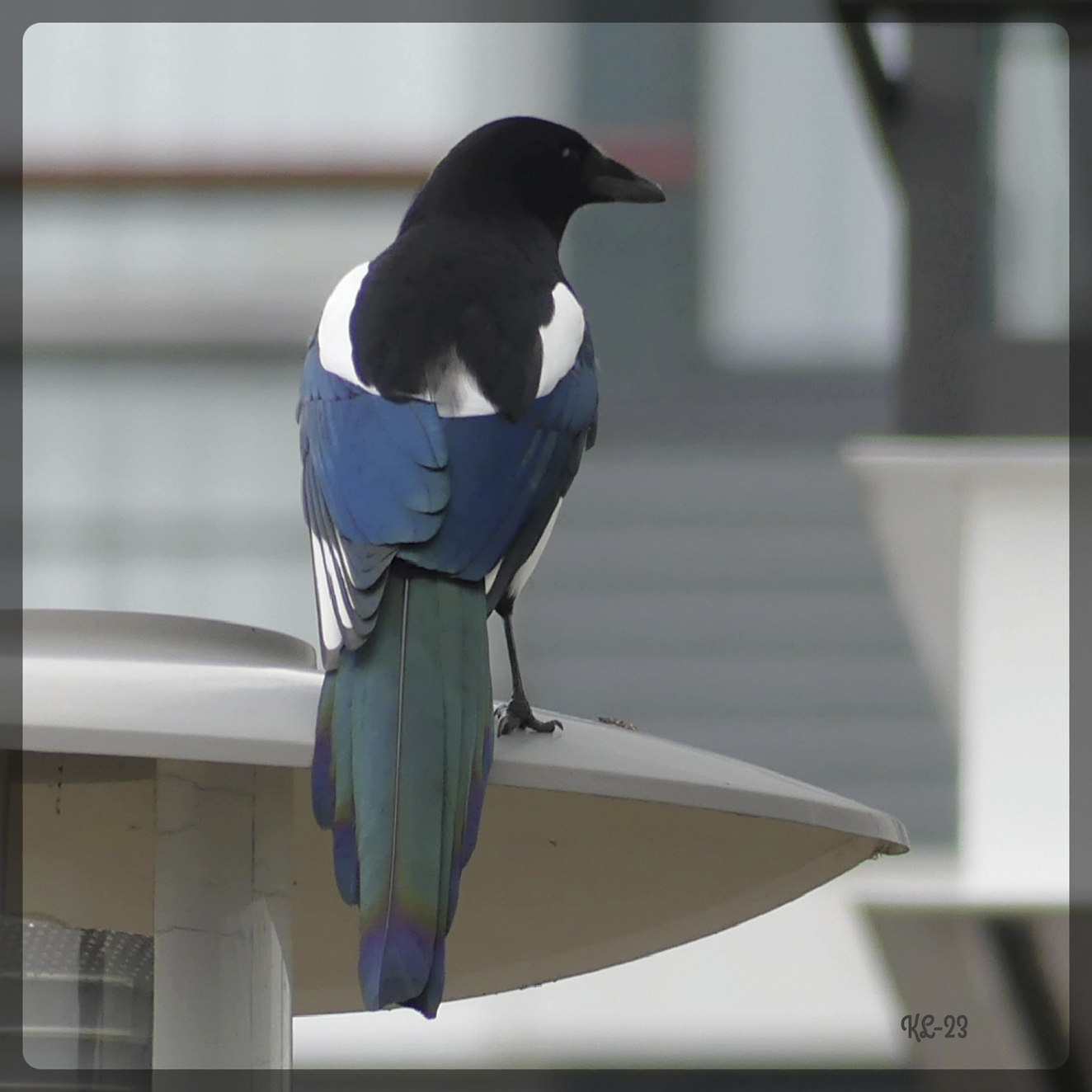 Harakka, ei vain mustavalkoinen… - Vuosaari