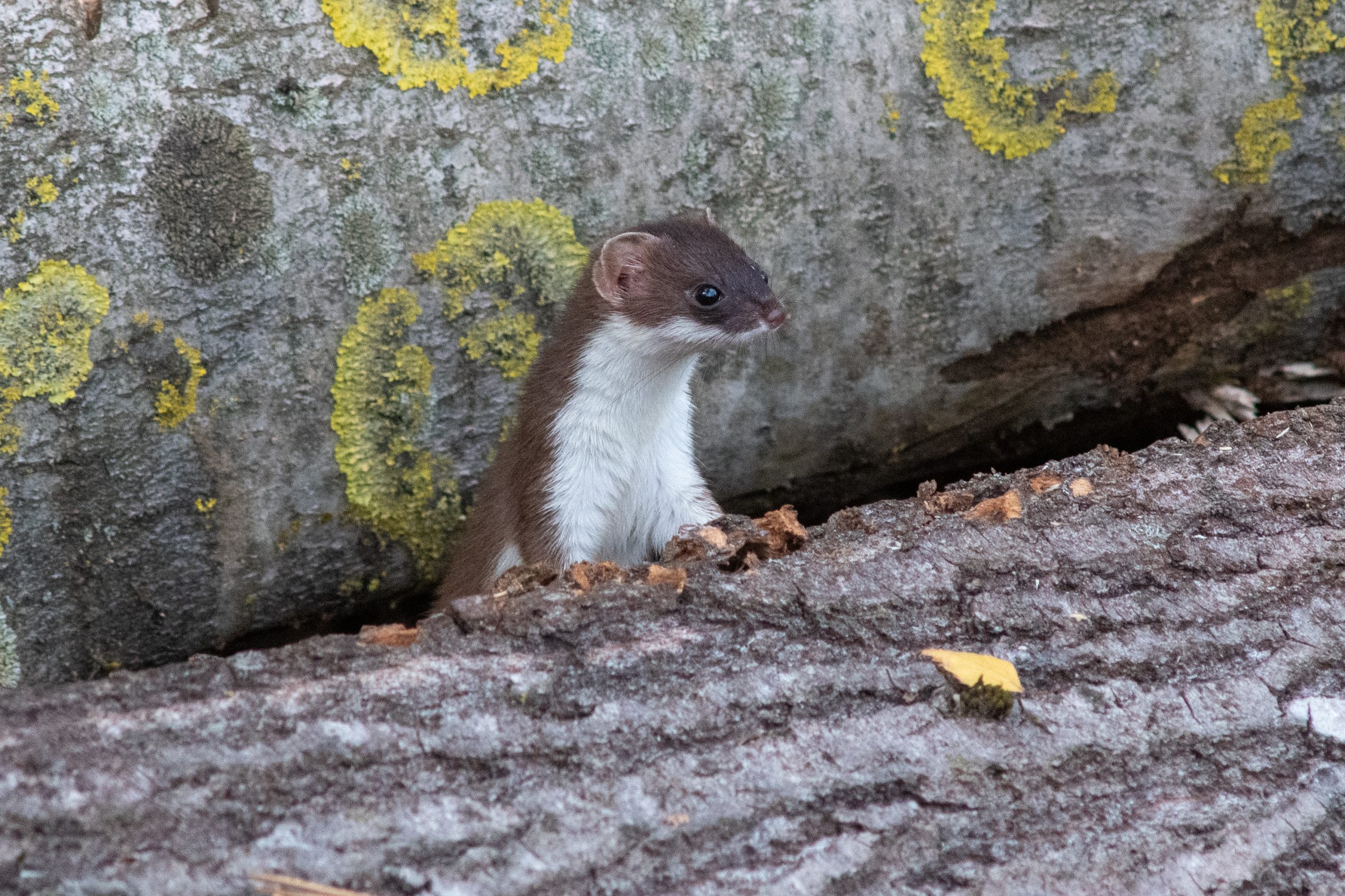 Palkittu Lumikko-valokuva - Vuosaari